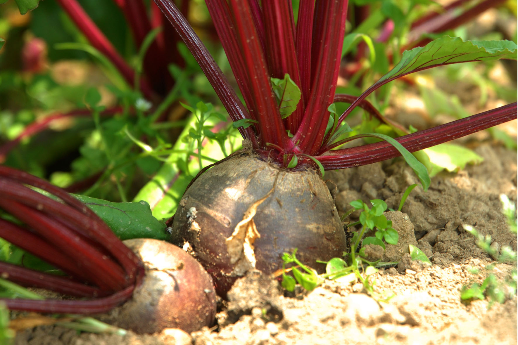 Betterave - fiche technique ouest - Réseau Cocagne